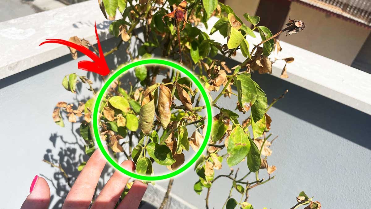 How to Revive Sunburned and Dehydrated Plants After Vacation - garden ...