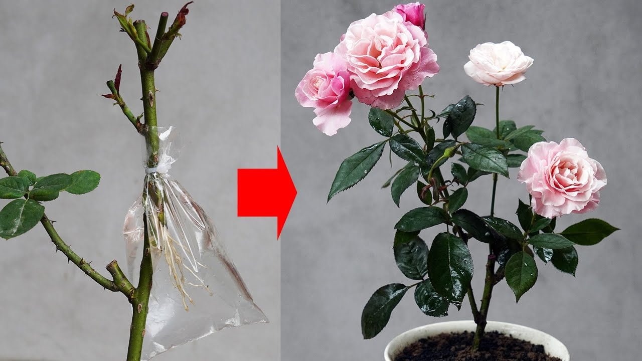 INFINITE ROSES FREE! Break a branch in half and grow huge roots with it ...