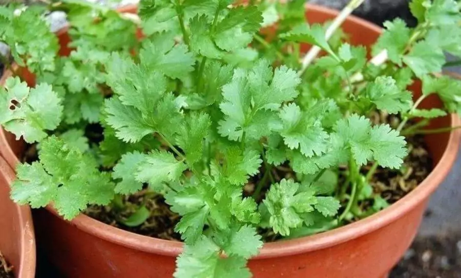 Tips for growing cilantro - garden with grandma