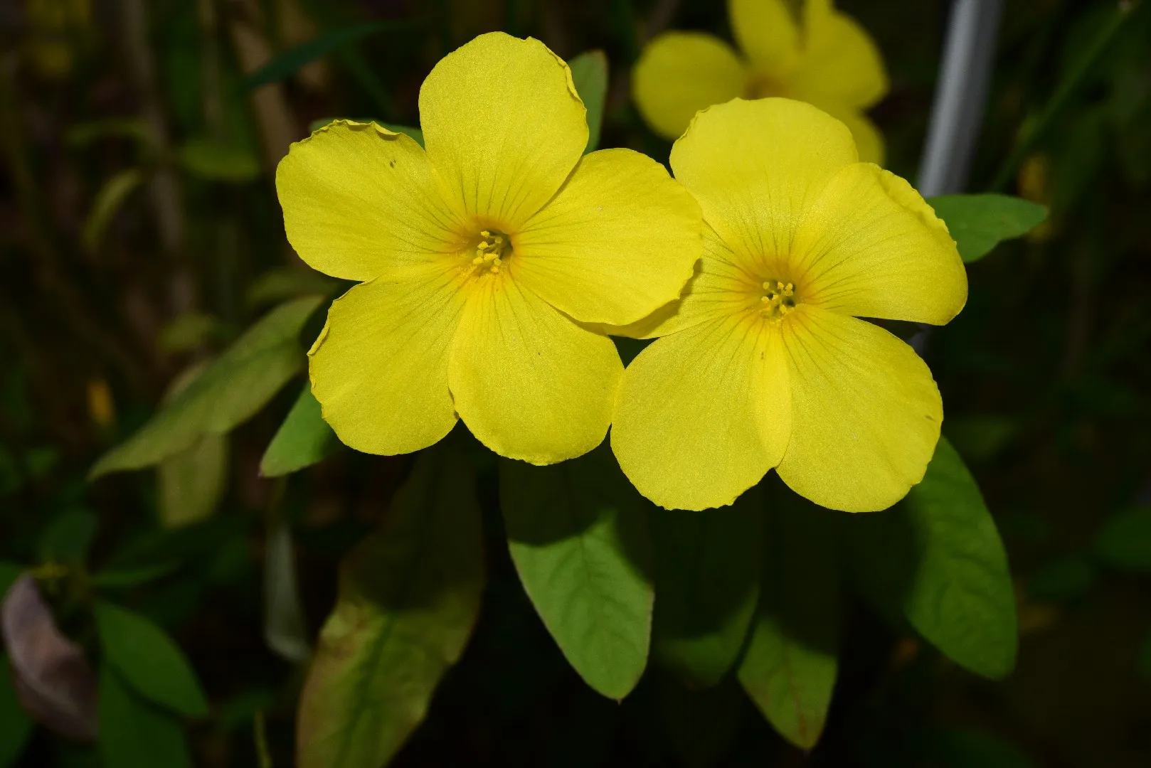 The Vibrant World of Yellow Flax: A Comprehensive Guide to Cultivation ...