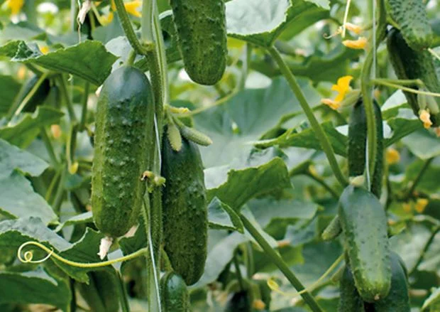 How to grow and prepare cucumbers - garden with grandma