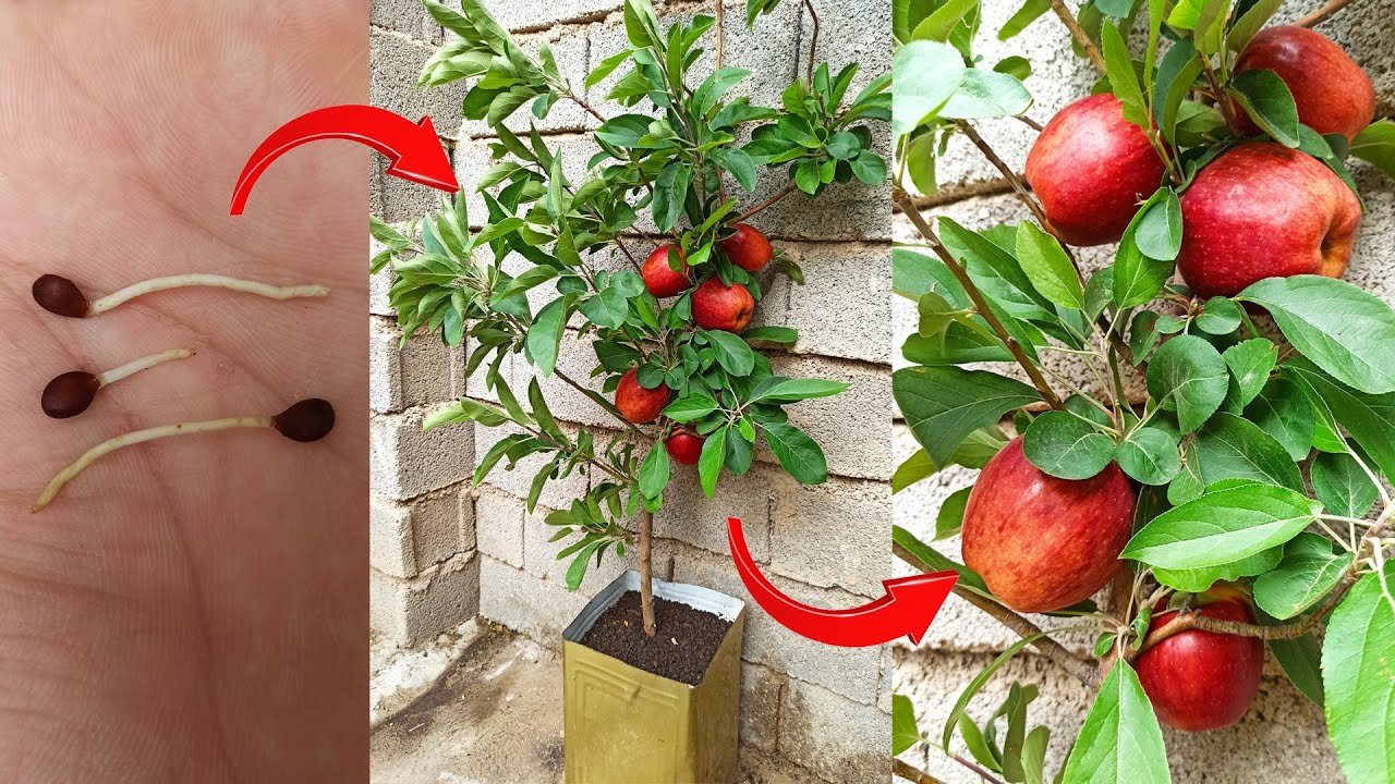 From Seed to Splendor: The Fascinating Journey of Growing Apple Trees ...