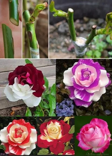 Growing bi-colored roses by grafting: A step-by-step guide - garden ...
