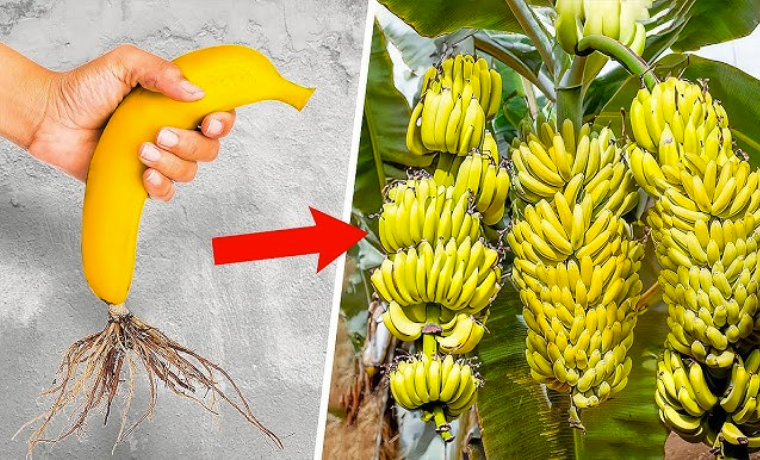 Sure, here's a step-by-step guide to growing a banana tree from a ...