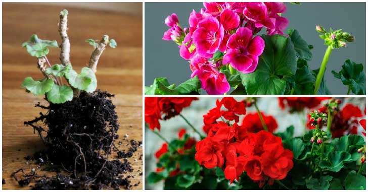 Reviving Geraniums: Tips to Ensure Beautiful Blooms Come Spring ...