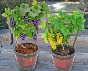 How to grow grapes in pots and how to care for them - garden with grandma